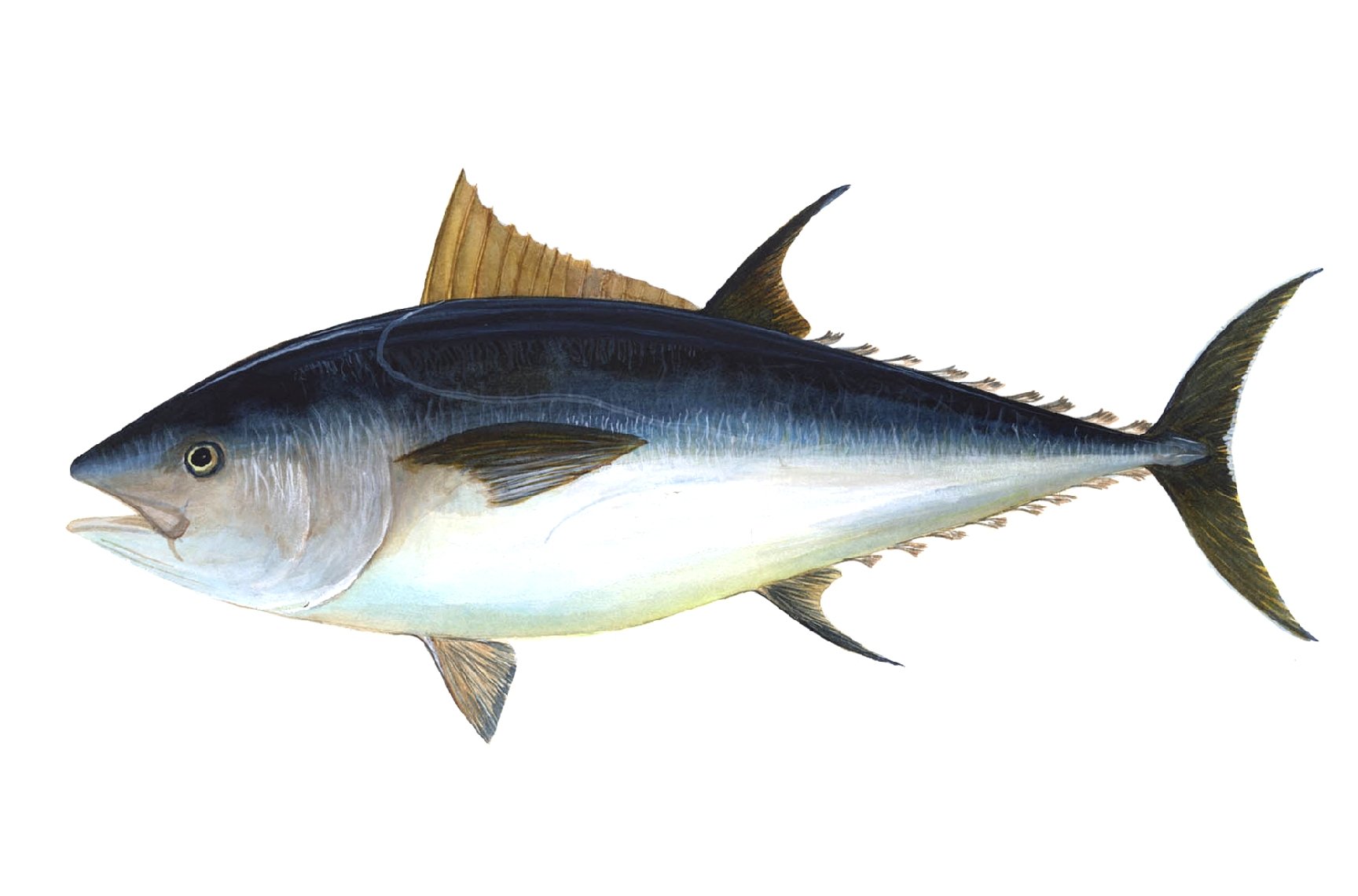 Blue Fin Tuna Facts | Almadraba | Cooking Holidays in Spain